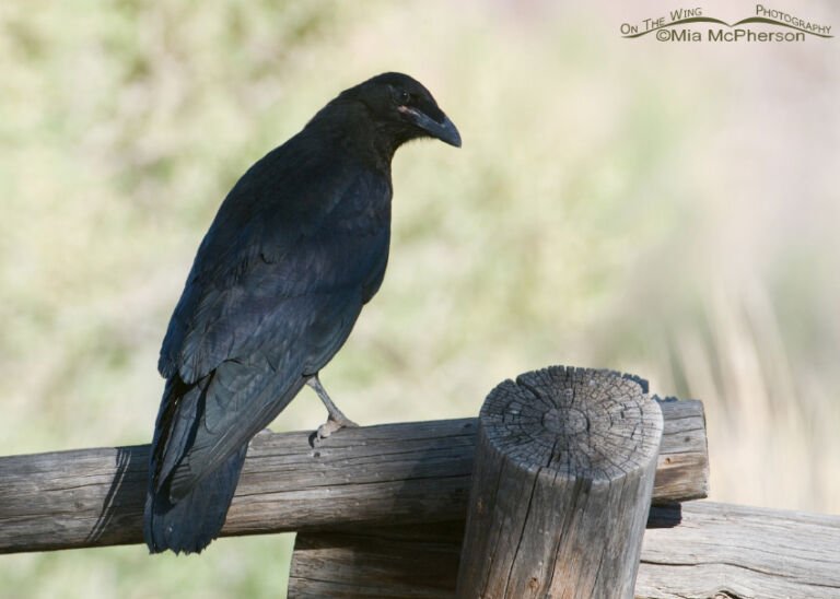 Juvenile Common Raven - Mia McPherson's On The Wing Photography
