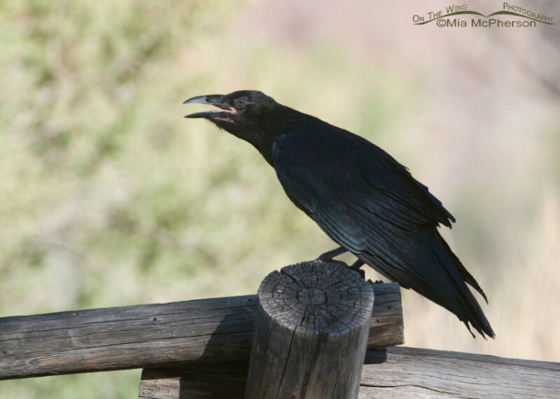 Juvenile Common Raven - Mia McPherson's On The Wing Photography