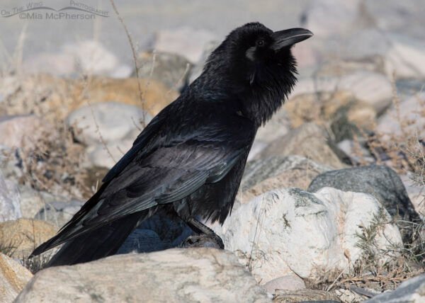 Common Raven Images – Mia McPherson's On The Wing Photography