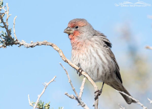 Male House Finch Color Comparisons - Mia McPherson's On The Wing ...