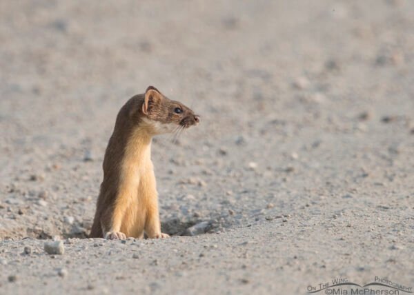 Long-tailed Weasel at a burrow – Mia McPherson's On The Wing Photography