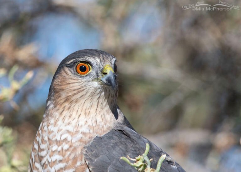 Autumn Sharp-shinned Hawk Portraits - Mia McPherson's On The Wing ...