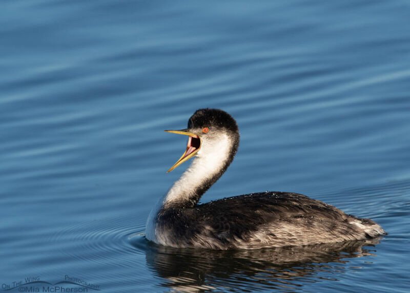 Western Grebe with its bill wide open – Mia McPherson's On The Wing ...