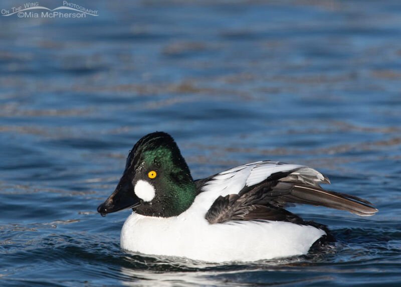 First Of Season Common Goldeneye - Mia McPherson's On The Wing Photography