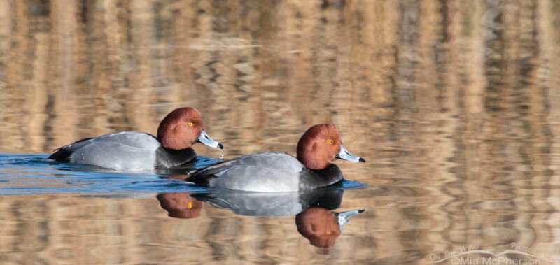 Fall Redhead drakes swimming together – Mia McPherson's On The Wing ...