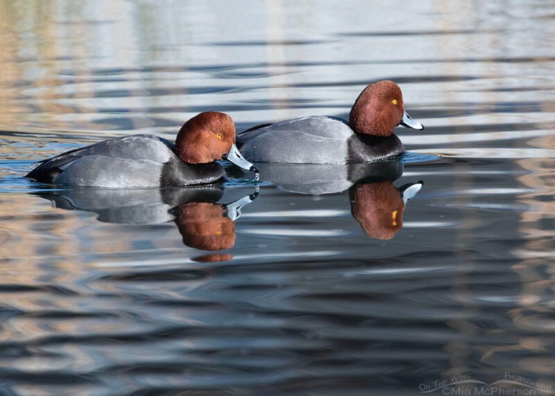 Fall Redhead Drake Photos - Mia McPherson's On The Wing Photography