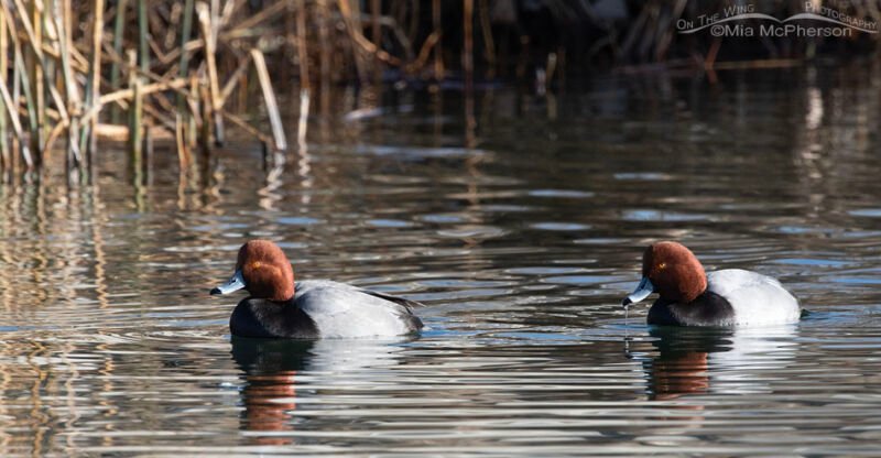 Fall Redhead Drake Photos - Mia McPherson's On The Wing Photography