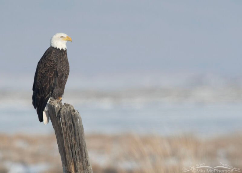 Just A Simple Bald Eagle Post - Mia McPherson's On The Wing Photography