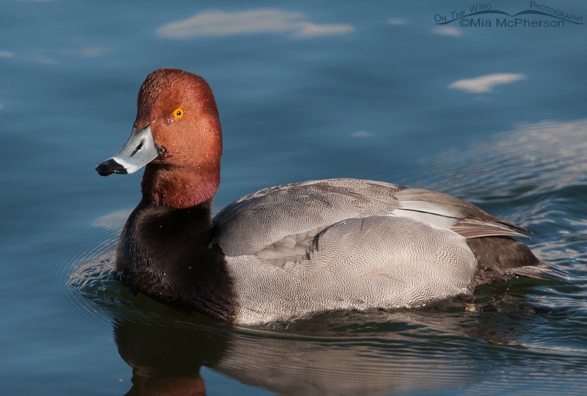 Redhead drake in Salt Lake County – Mia McPherson's On The Wing Photography
