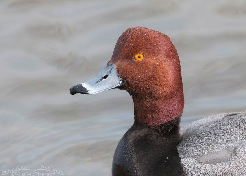 Redhead Drakes - Mia McPherson's On The Wing Photography