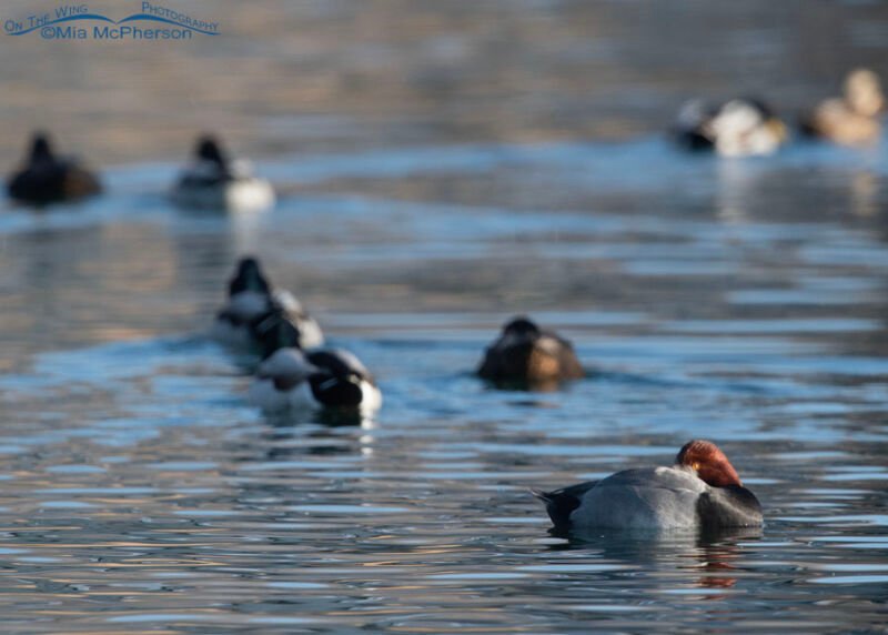 Resting Redhead Drake On An Urban Pond - Mia McPherson's On The Wing ...