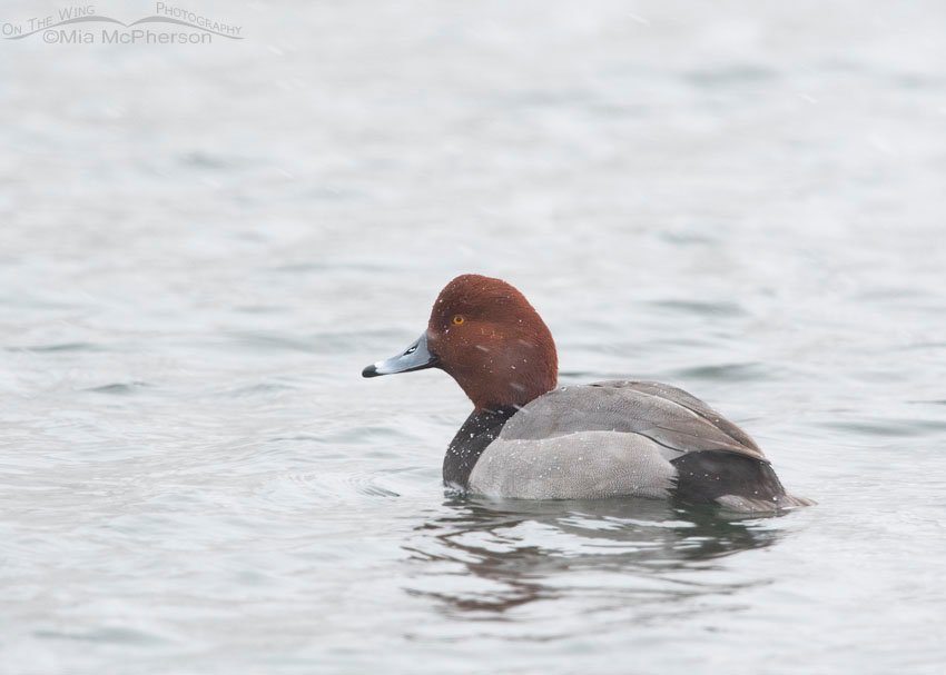 Drake Redhead on a snowy January morning – Mia McPherson's On The Wing ...