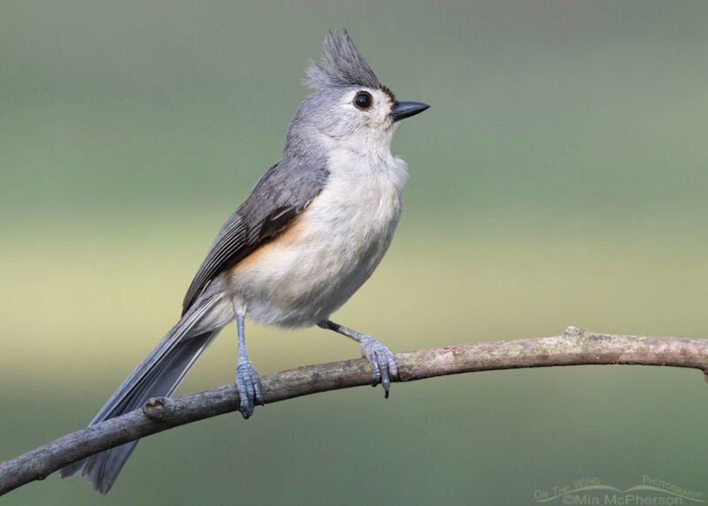 Adult and Immature Tufted Titmouse Photos - Mia McPherson's On The Wing ...