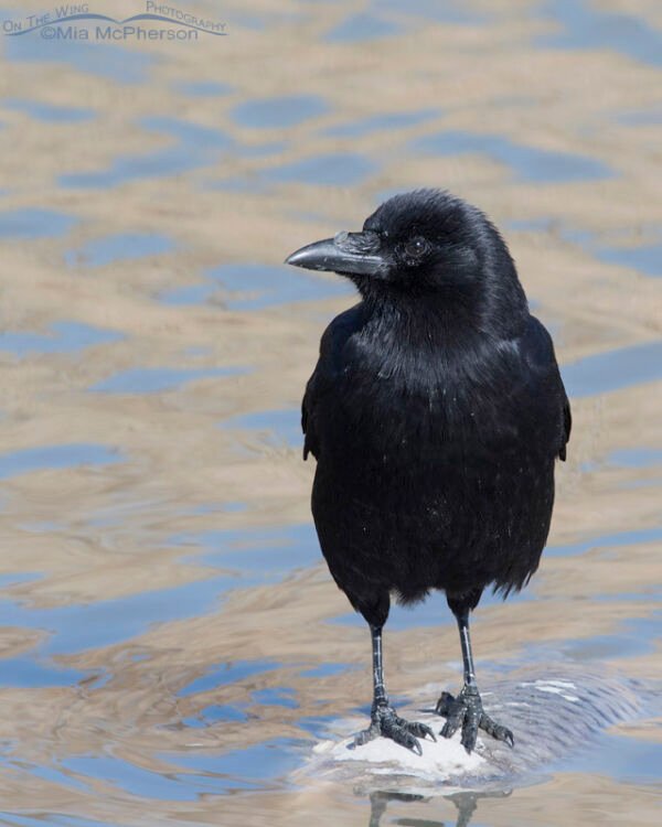 crows – Mia McPherson's On The Wing Photography