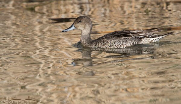 Juvenile drake Northern Pintail in eclipse plumage? – Mia McPherson's ...