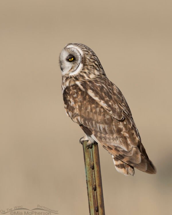 Short-eared Owl Nictitating Membrane - Mia McPherson's On The Wing ...