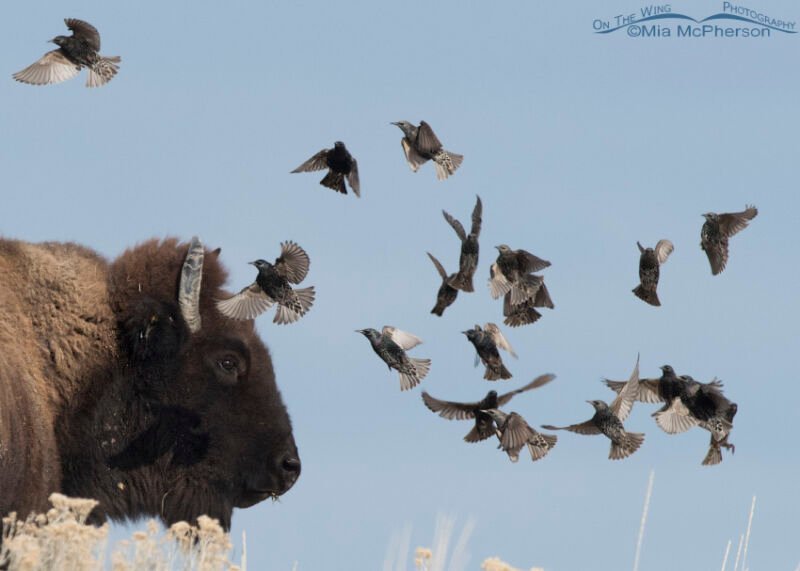 Constellation of European Starlings and a Bison - Mia McPherson's On ...