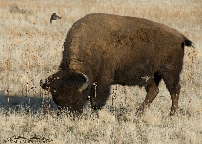 European Starling landing on a Bison’s back – Mia McPherson's On The ...