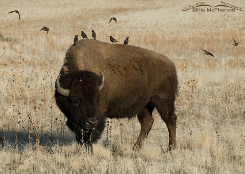 Flock of European Starlings with a Bison – Mia McPherson's On The Wing ...