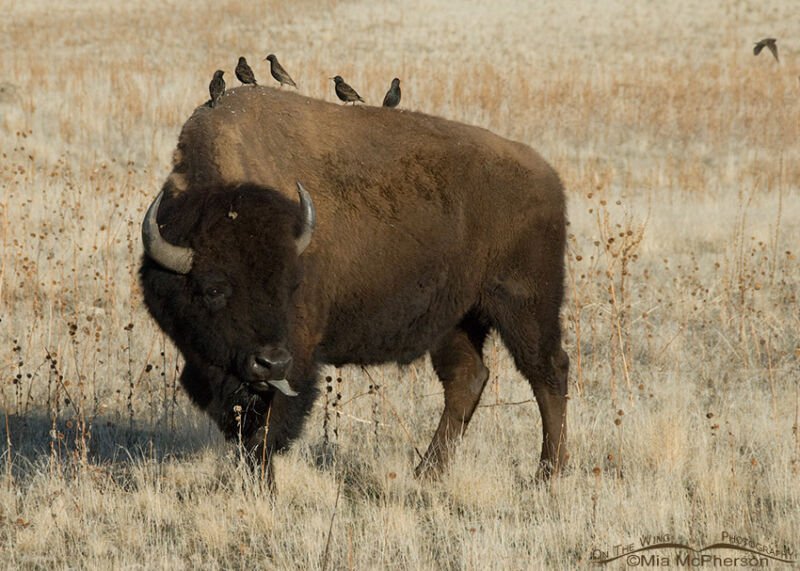 Birds and Bison - Mia McPherson's On The Wing Photography