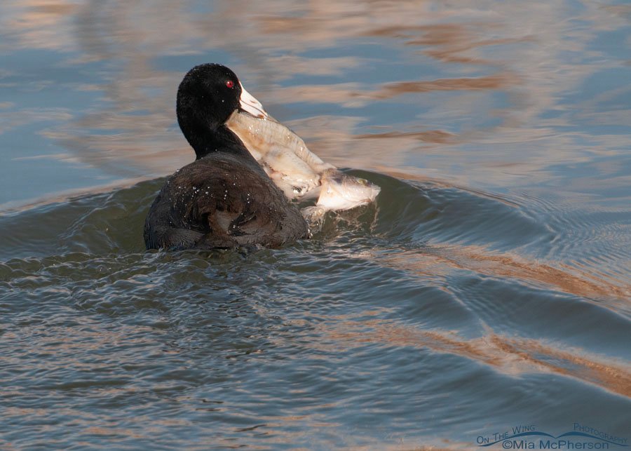 Urban American Coot Close Up Photos - Mia McPherson's On The Wing ...