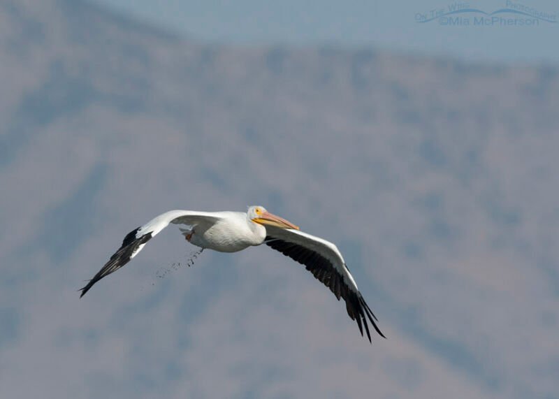 American White Pelican Dumping a Load in Flight - Mia McPherson's On ...