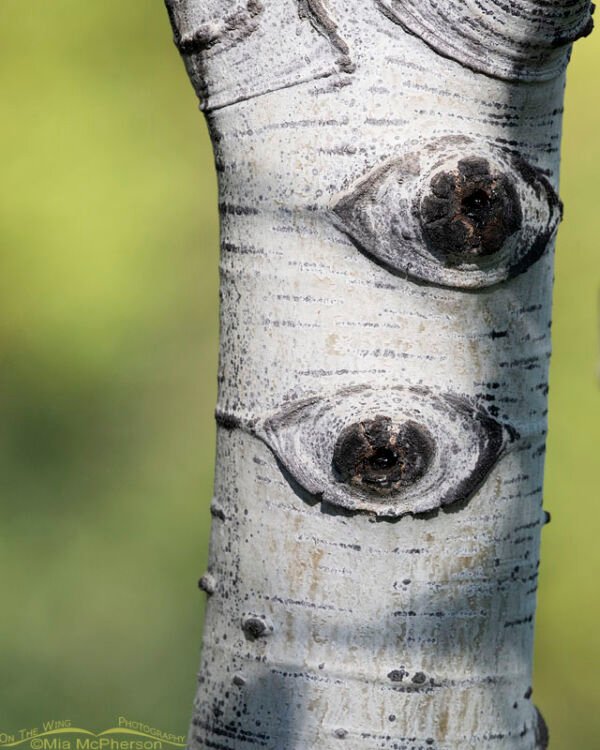 Aspen Eyes - Where Trees Appear To Gaze At The World Around Them - Mia ...