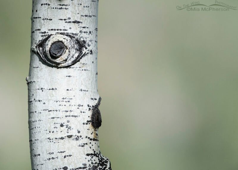 Aspen Eyes - Where Trees Appear To Gaze At The World Around Them - Mia ...