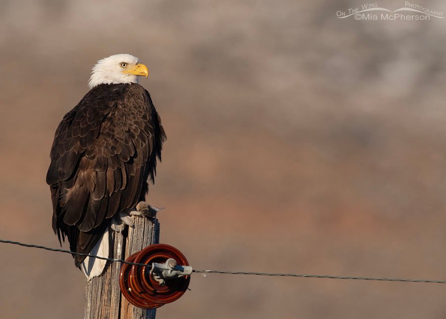 Bald Eagle On A Pole Mia McPherson s On The Wing Photography Bald Eagle On A Pole Mia McPherson s On The Wing Photography