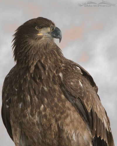An Amazing Encounter...Or Two With A Young Bald Eagle - Mia McPherson's ...