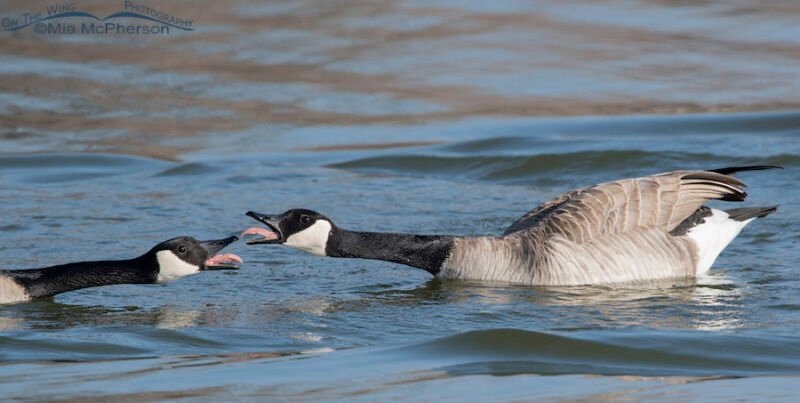 Two Canada Geese in threat display – Mia McPherson's On The Wing ...