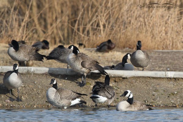 Leucistic Canada Goose - Mia McPherson's On The Wing Photography
