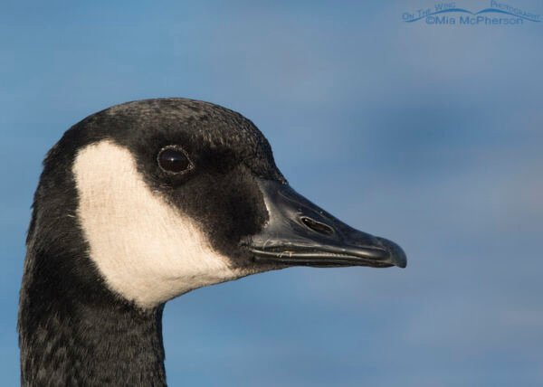 Canada Geese and How Their Calls Signal a Change of Seasons For Me ...