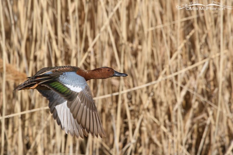 Drake Cinnamon Teal In Flight - Mia McPherson's On The Wing Photography