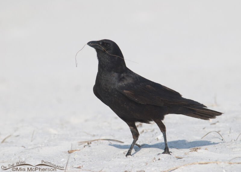 Fish Crows – Mia McPherson's On The Wing Photography