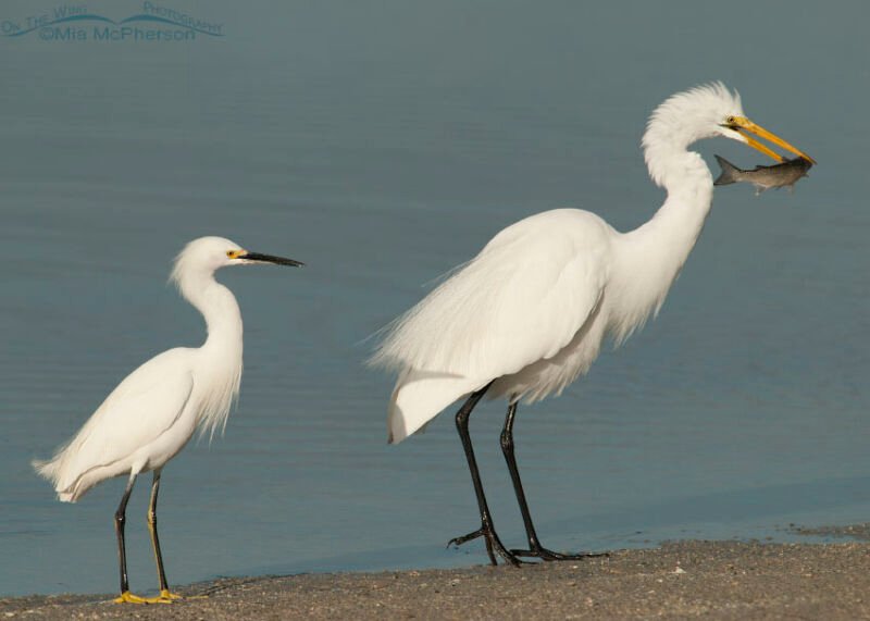 Great Egret - Snowy Egret Size and Appearance Comparison - Mia ...