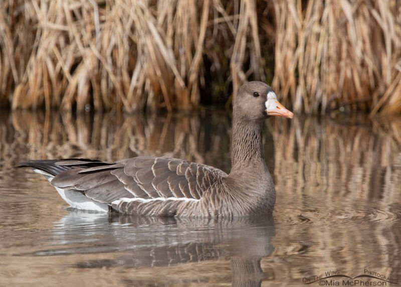 Ten Greater White-fronted Goose Photos - Mia McPherson's On The Wing ...