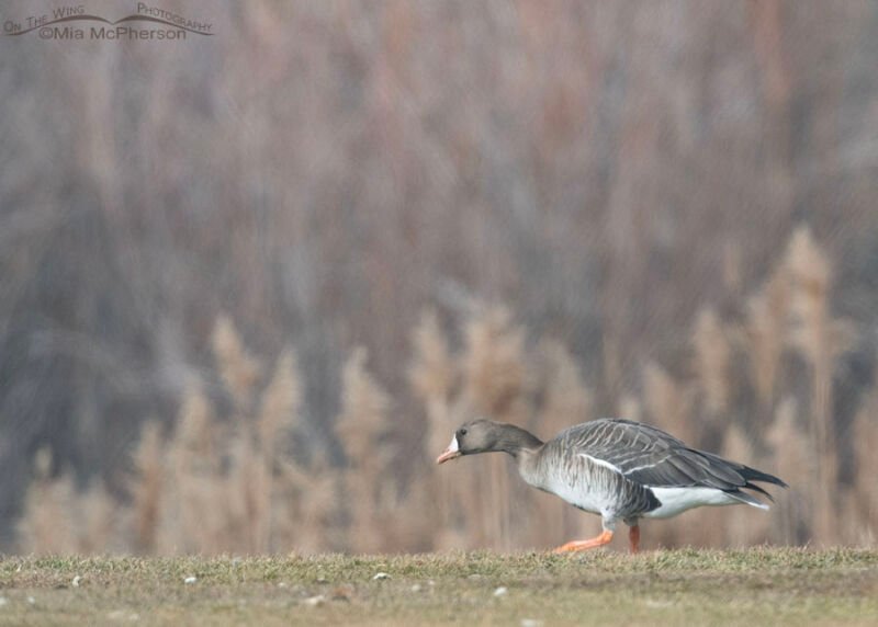 Greater White-fronted Goose walking – Mia McPherson's On The Wing ...