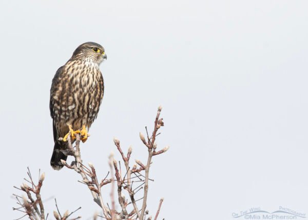 Female Merlin of the Taiga subspecies – Mia McPherson's On The Wing ...