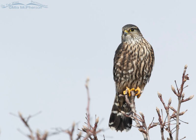 Female Merlin With Her Eye On Me Mia Mcphersons On The Wing Photography