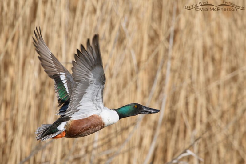 Drake Northern Shoveler In Flight - Mia McPherson's On The Wing Photography