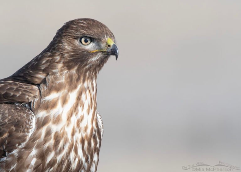 Young Red-tailed Hawk Up Close - Mia McPherson's On The Wing Photography