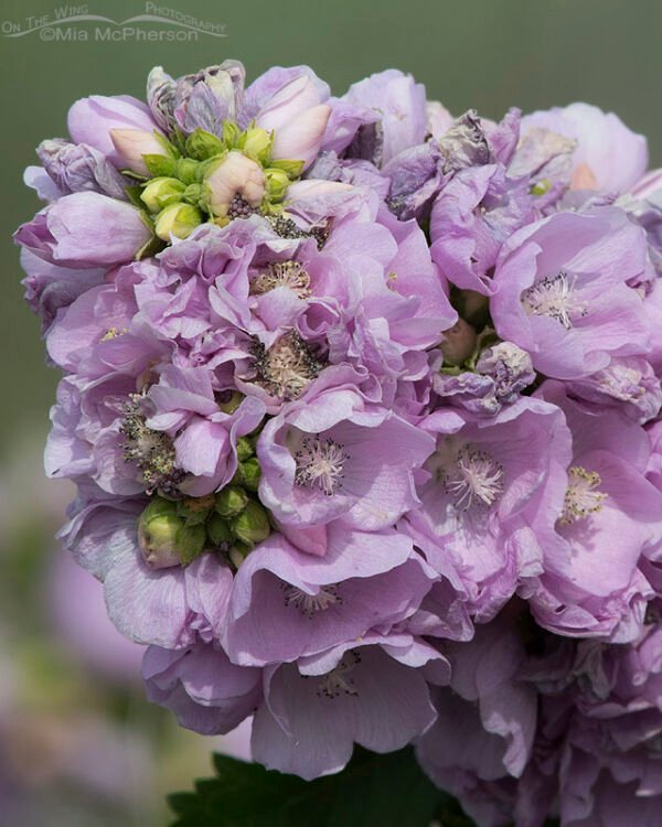 Streambank Globemallow - Pretty in Pink - Mia McPherson's On The Wing ...