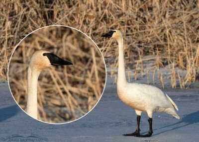 Tundra Swan – Trumpeter Swan Comparison - Mia McPherson's On The Wing ...
