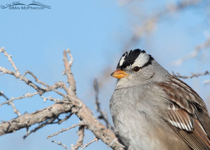 Winter White-crowned Sparrow Portrait - Mia McPherson's On The Wing ...