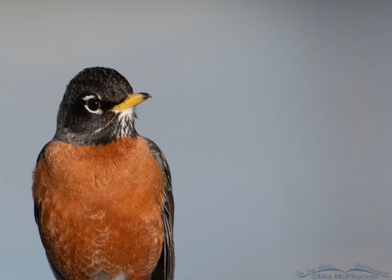 Spring American Robin Portraits - Mia McPherson's On The Wing Photography