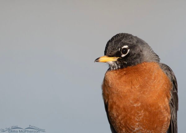 Spring American Robin Portraits - Mia McPherson's On The Wing Photography