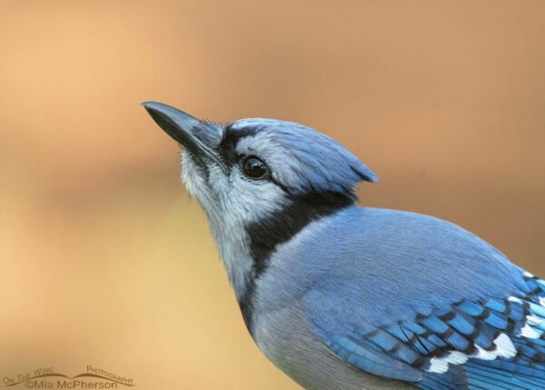Blue Jay Portrait With A Glowing Background - Mia McPherson's On The ...