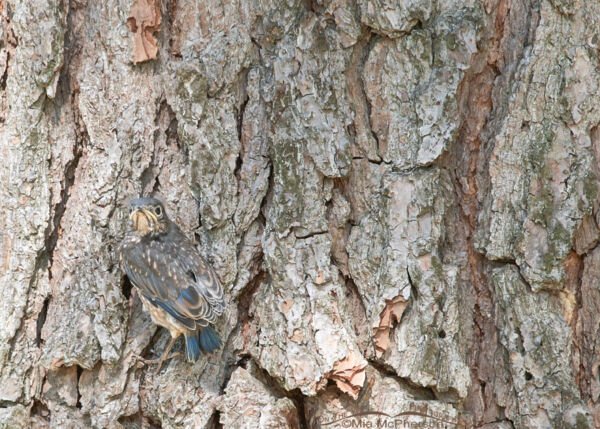 Baby Eastern Bluebird Images From The Day They Fledged - Mia McPherson ...