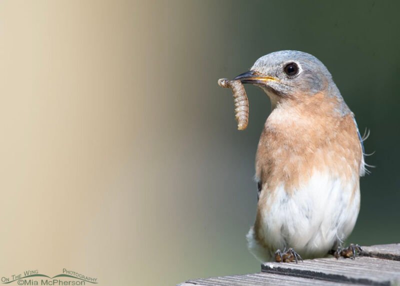 Female Eastern Bluebird with food for her chicks – Mia McPherson's On ...